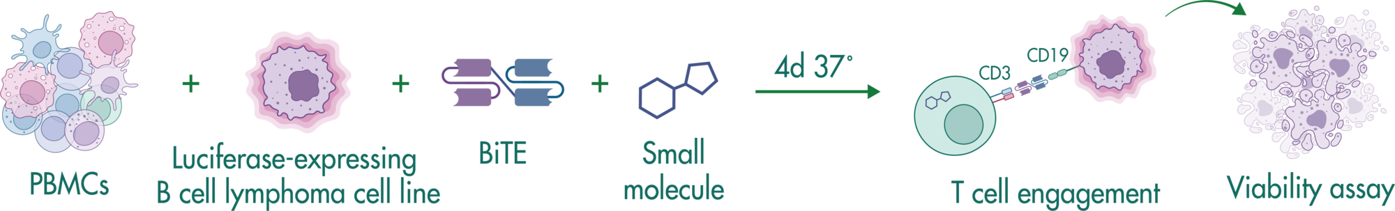 T Cell Killing Assays | Reaction Biology