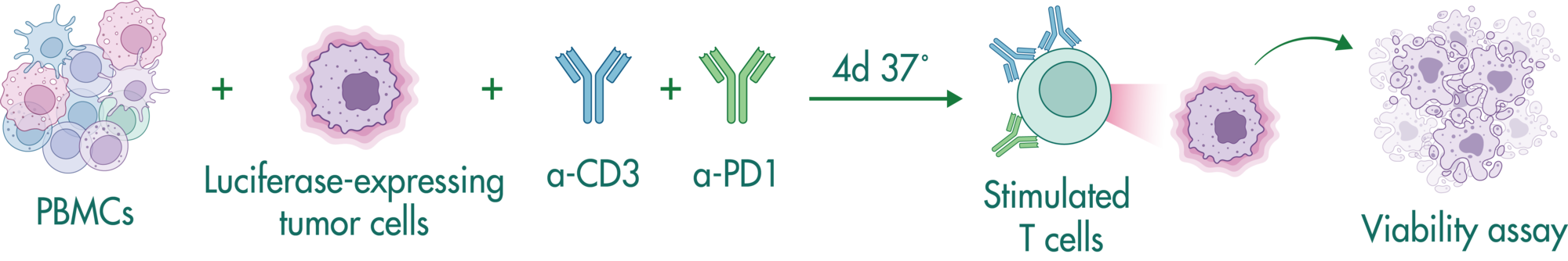 T Cell Killing Assays | Reaction Biology