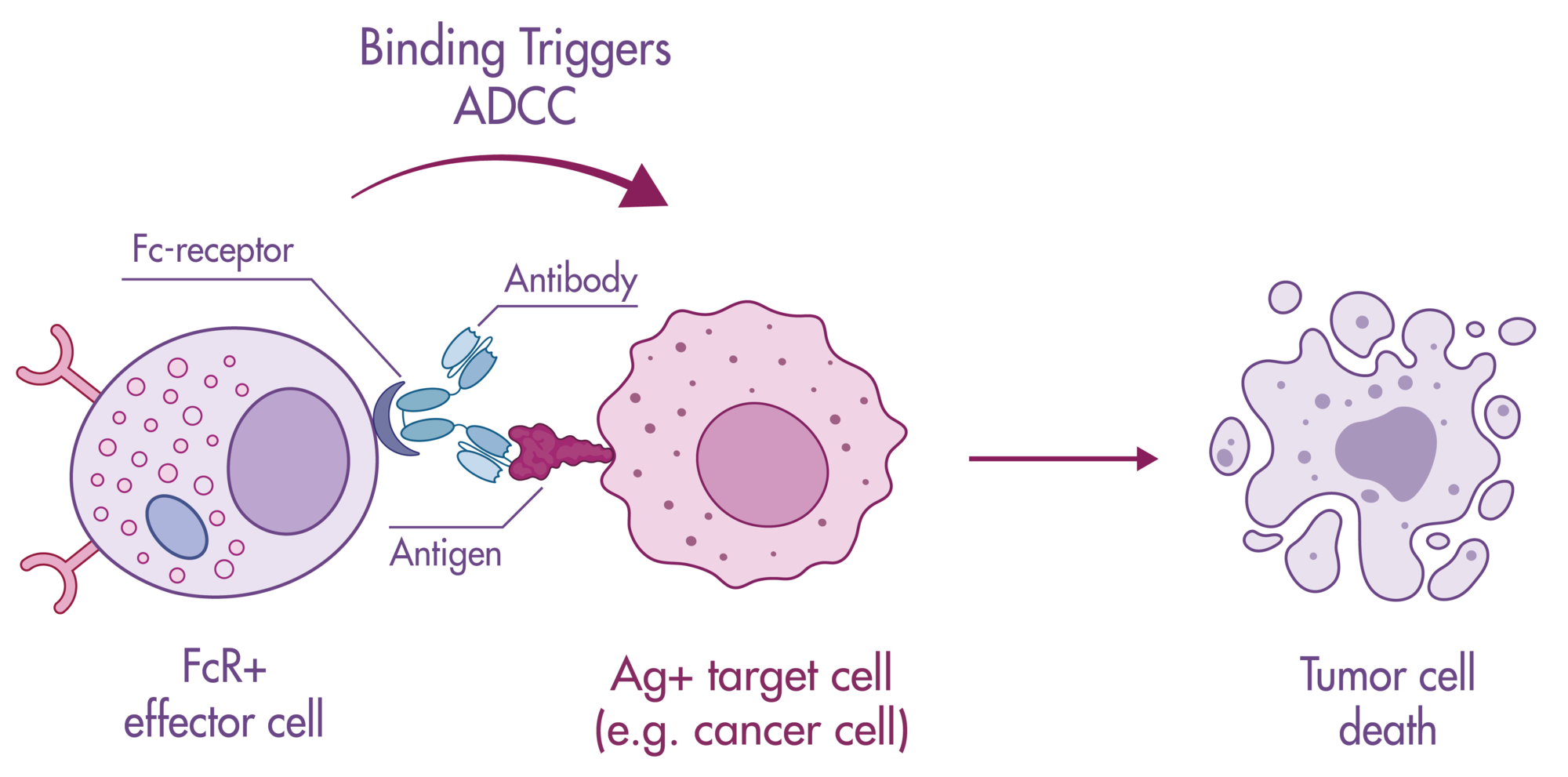 T Cell Killing Assays | Reaction Biology