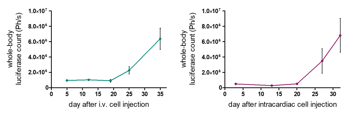 In vivo Metastasis Models for Drug Discovery | Reaction Biology