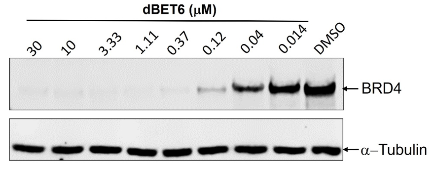 Cellular BRD4 Protein Degradation Assay | Reaction Biology