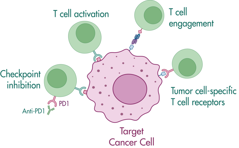 T Cell Killing Assays | Reaction Biology