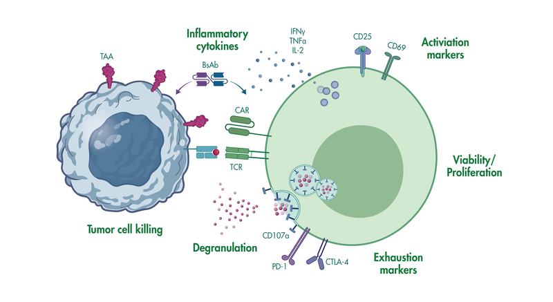 Immuno-Oncology Assays | Reaction Biology