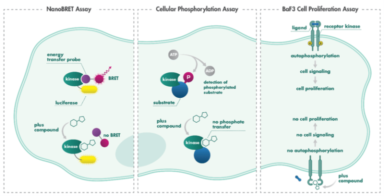 Spotlight: Cell-based kinase assay formats. - Reaction Biology