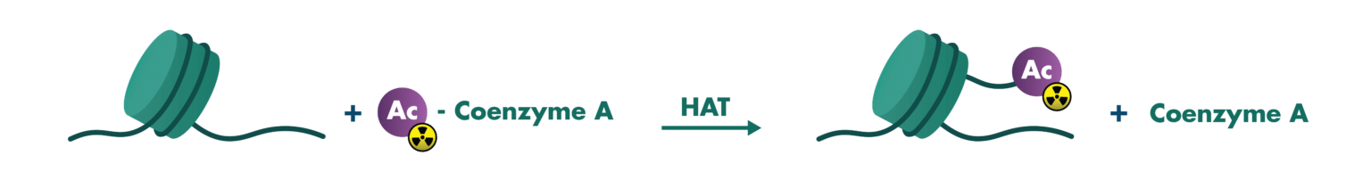 Histone Acetyltransferase (HAT) Assay Services | Reaction Biology