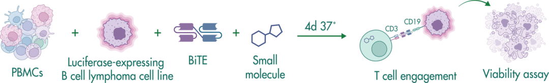 T Cell Killing Assays | Reaction Biology