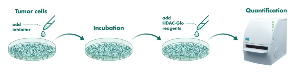 Cell-Based Epigenetic Assay Services | Reaction Biology