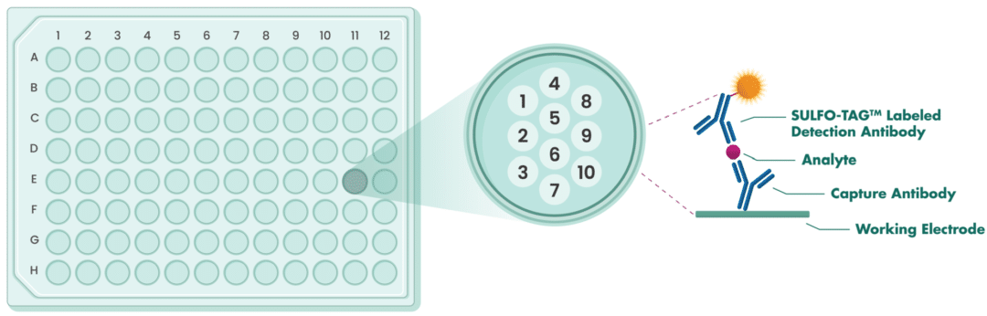MSD Assay Service | Reaction Biology