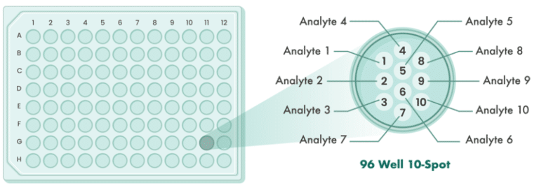 Multiplex MSD Assay Service | Reaction Biology