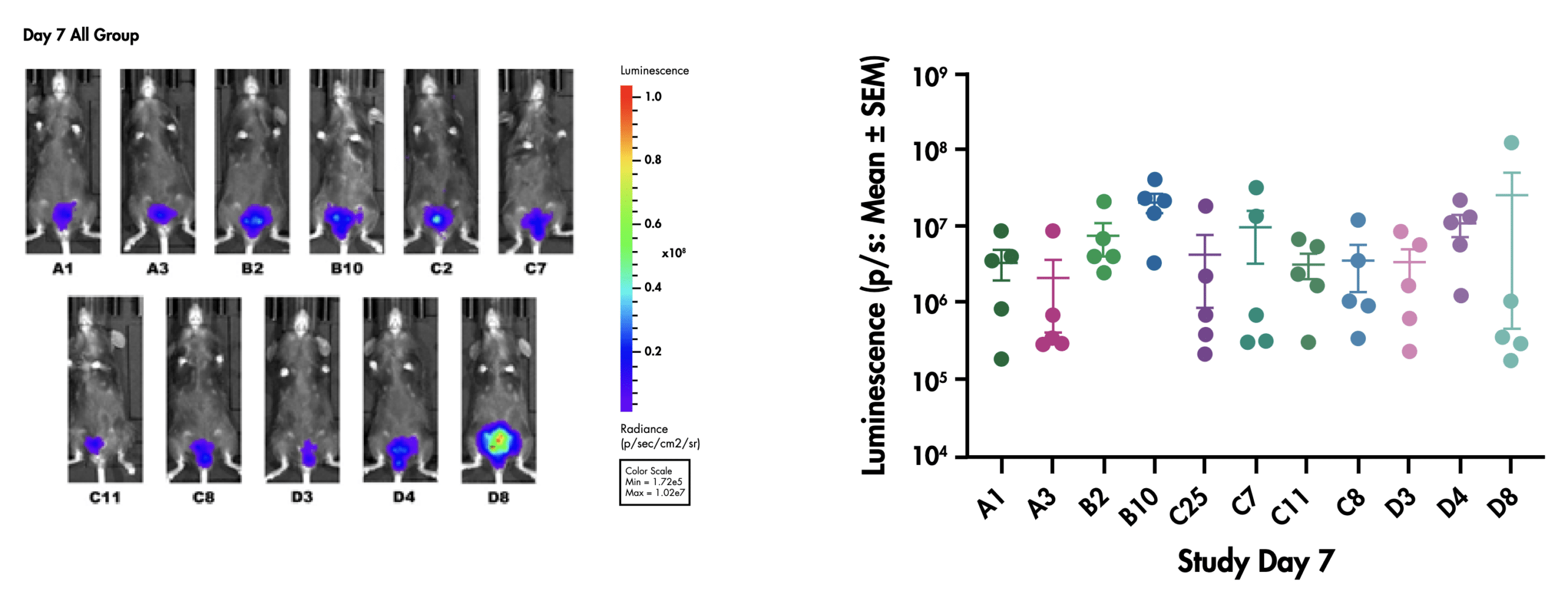 Seeing is believing: How imaging orthotopic models might pave the way for bladder cancer ...