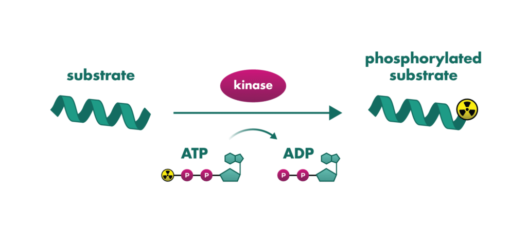 Kinase Drug Discovery Services - Reaction Biology